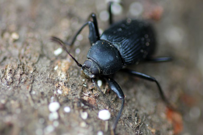 オサムシ・ゴミムシ – 昆虫図鑑