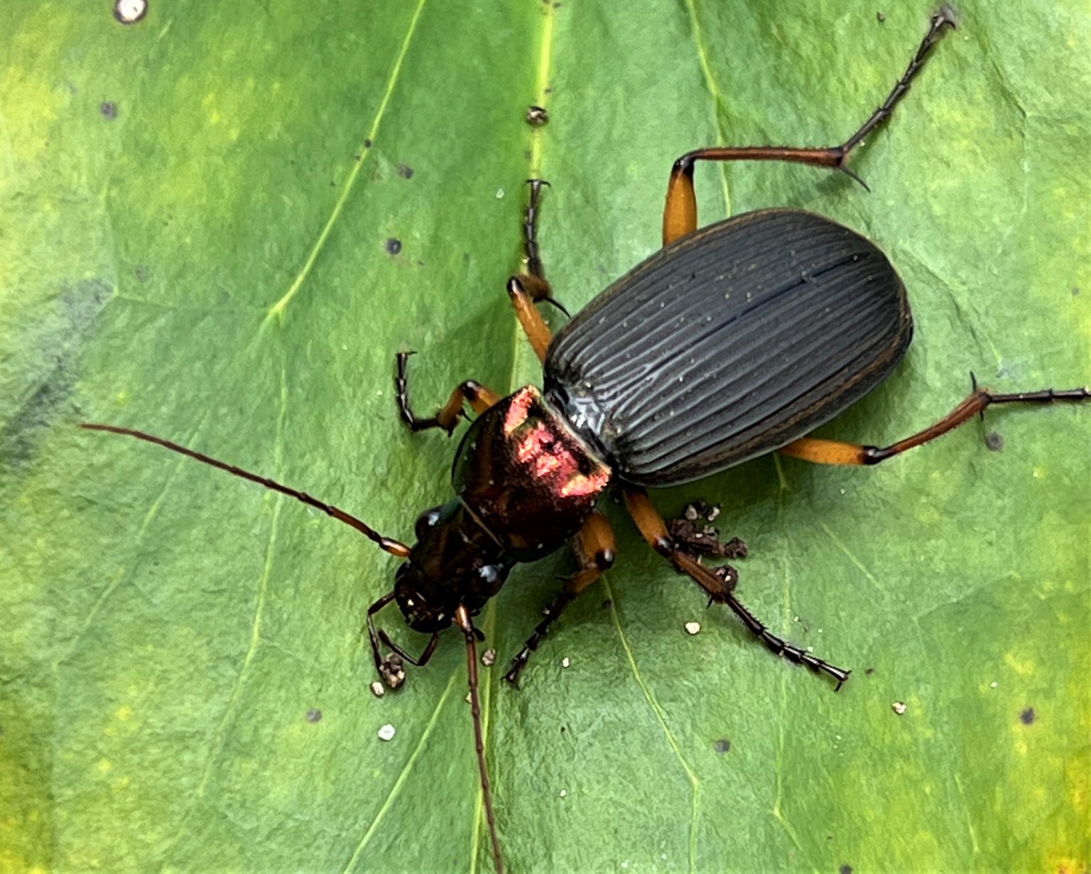 スジアオゴミムシ – GreenBreeze